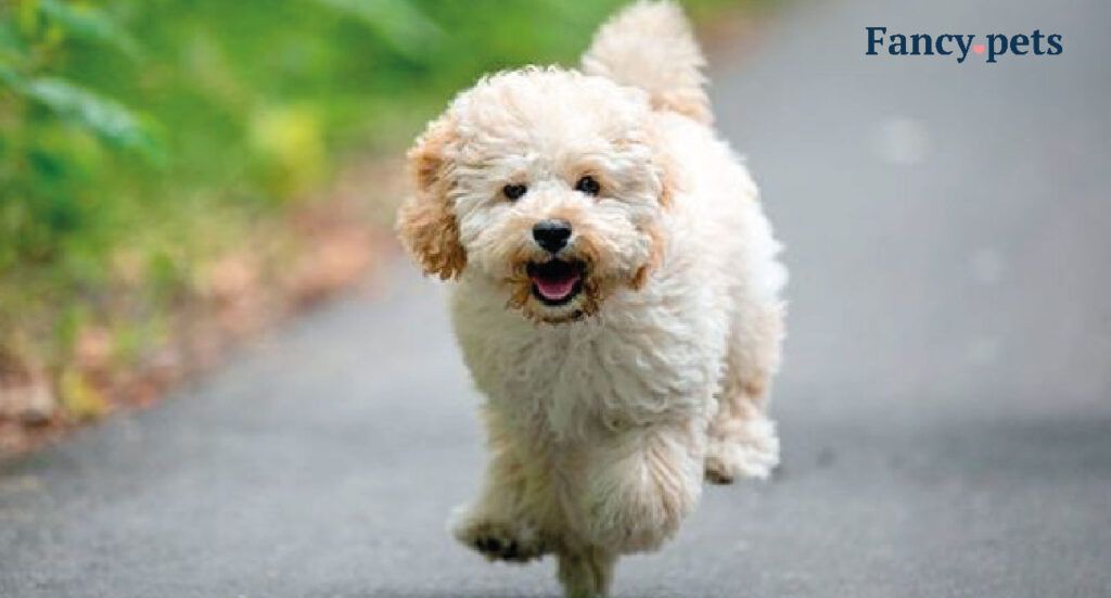 ¿El perro sigue huyendo? 5 consejos para evitar que su perro se escape ...